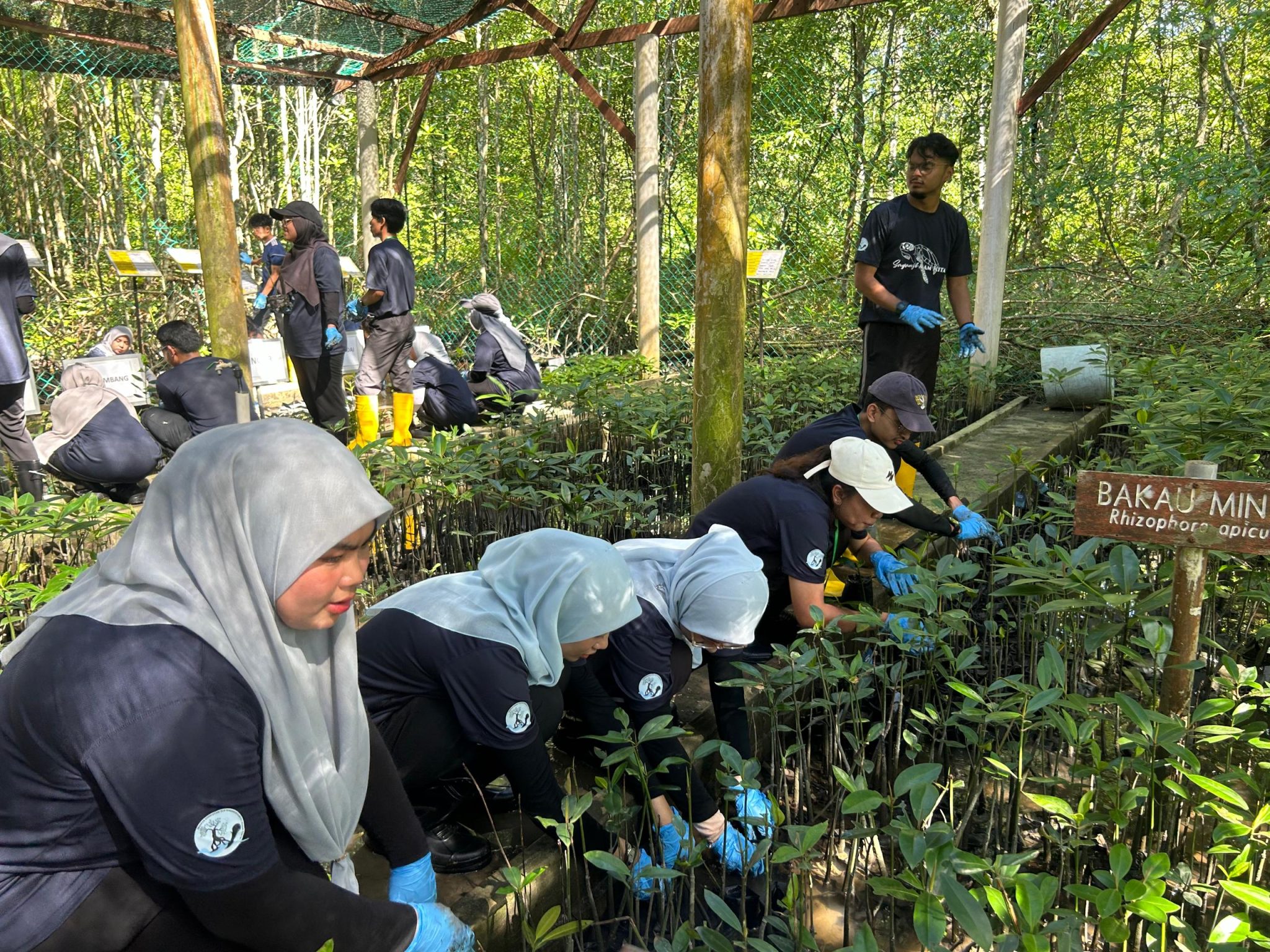 Pokok Bakau: Jantung Kehidupan Pesisir – E-PENA